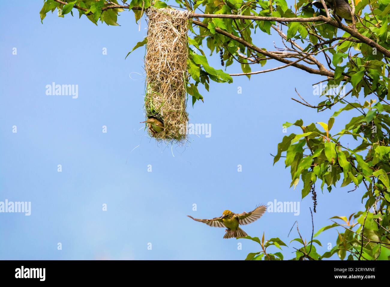 Baya weaver bird nesting Stock Photo - Alamy