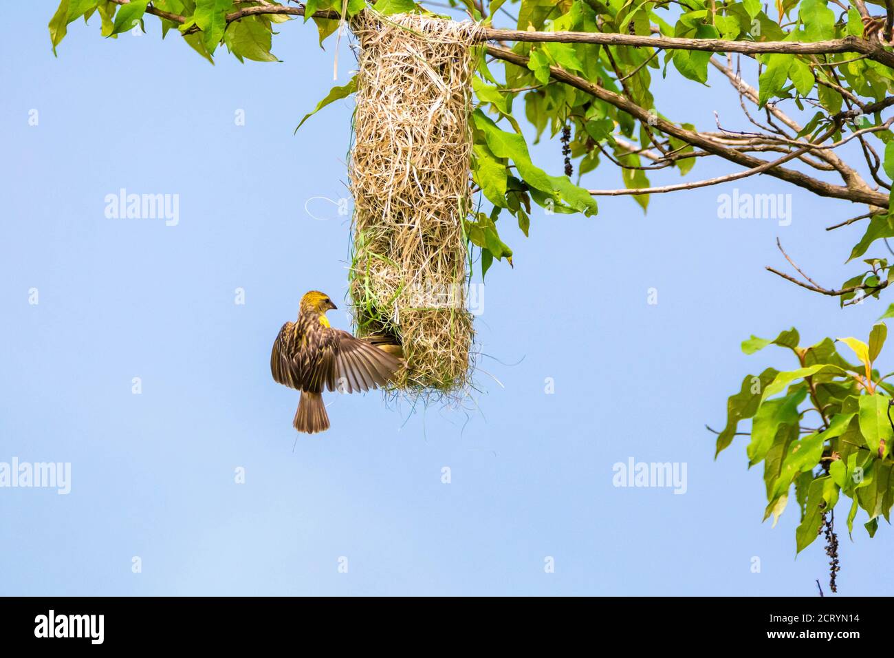 Baya weaver bird nesting Stock Photo - Alamy