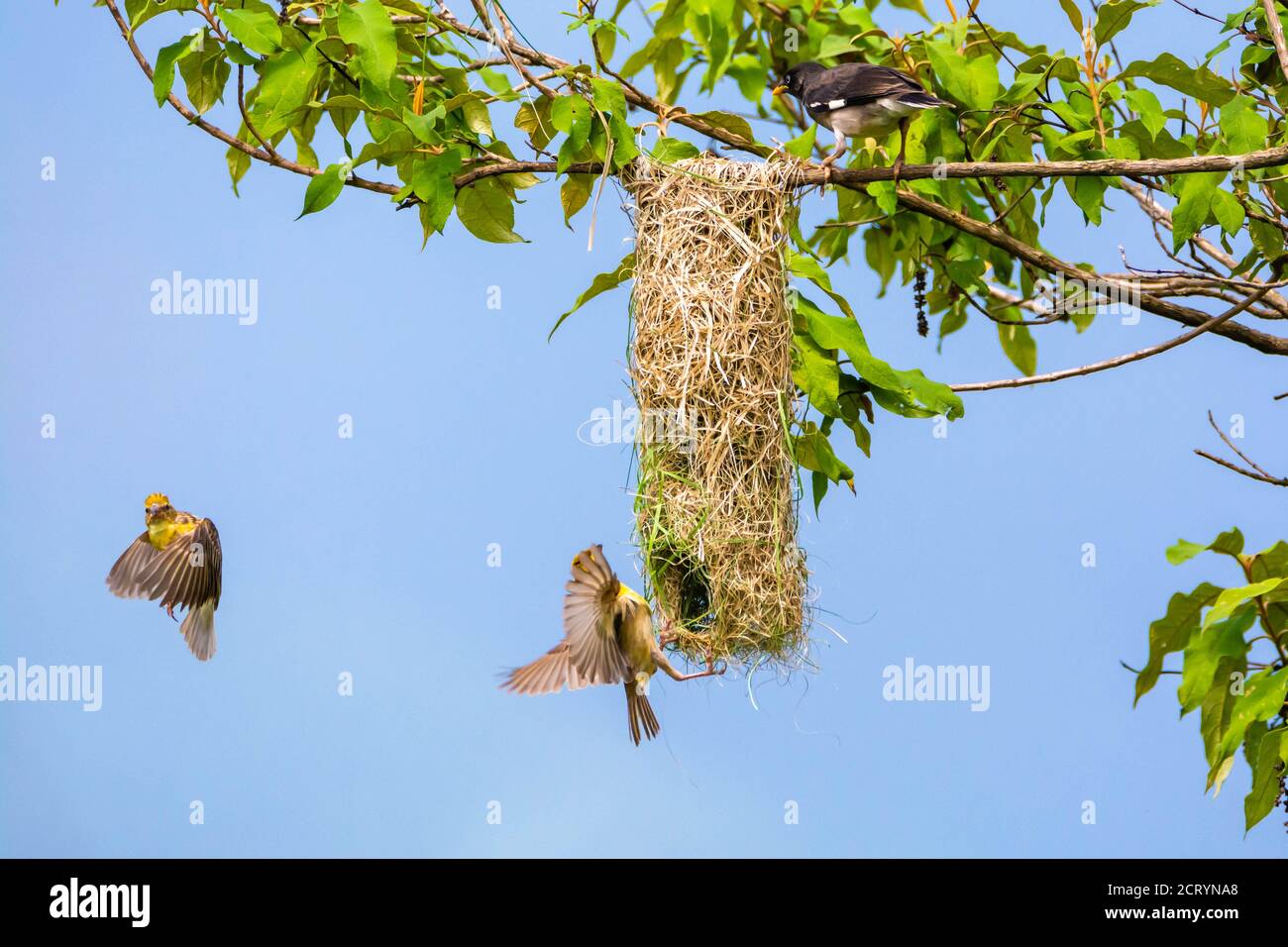 Baya weaver bird nesting Stock Photo - Alamy