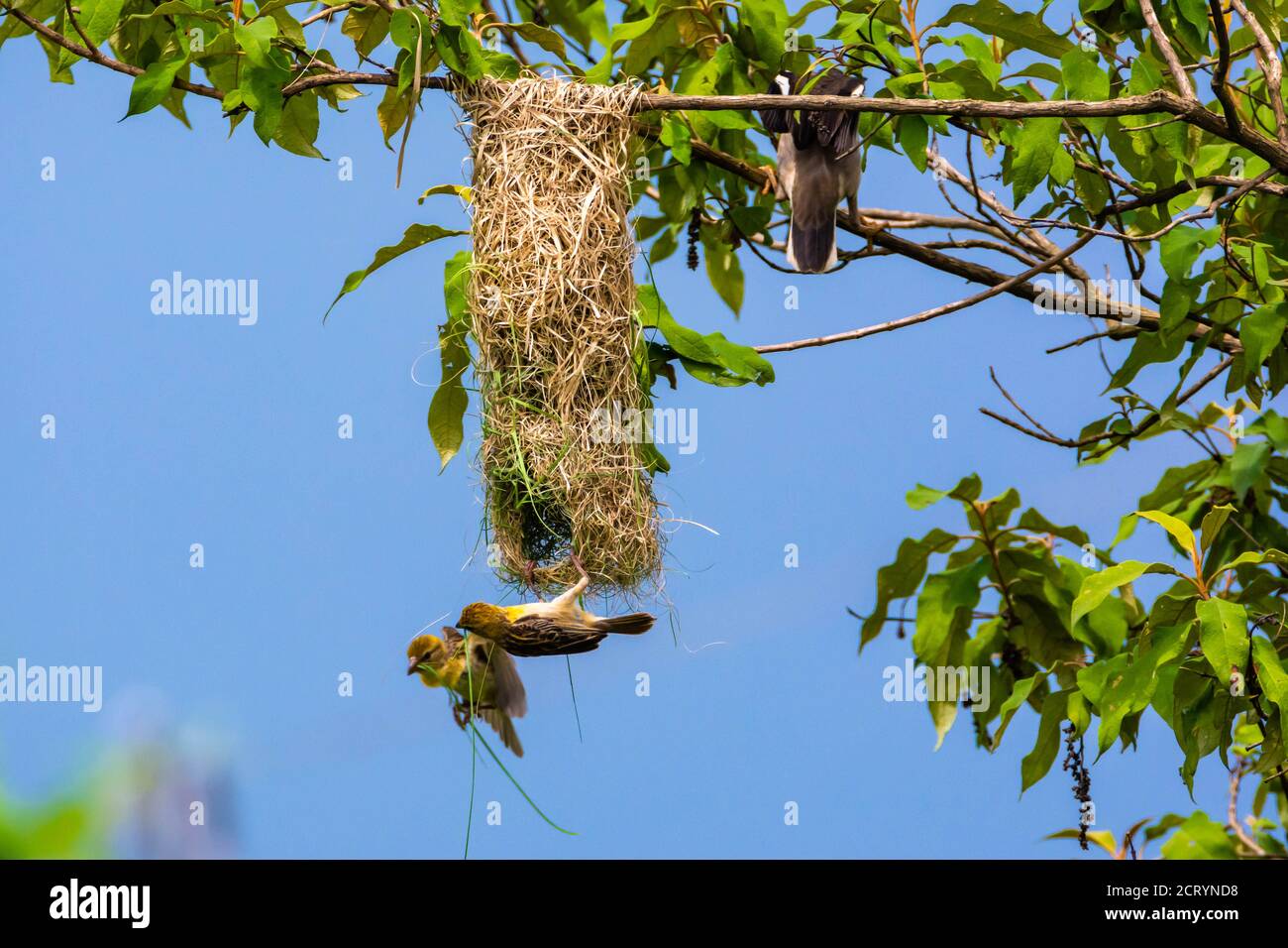 Baya weaver bird nesting Stock Photo - Alamy