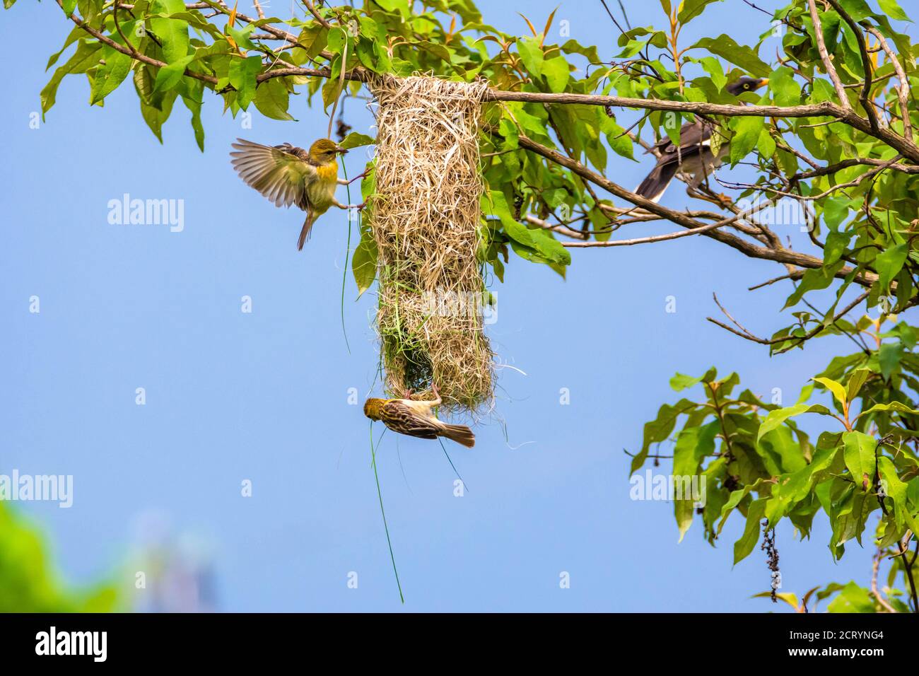 Baya weaver bird nesting Stock Photo - Alamy