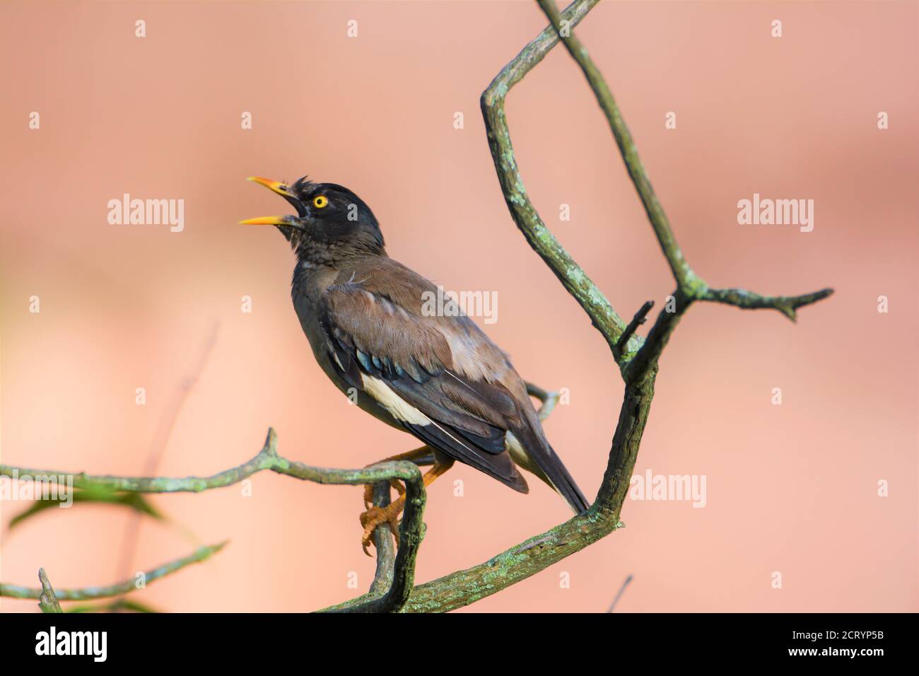 Indian mayna hi-res stock photography and images - Alamy