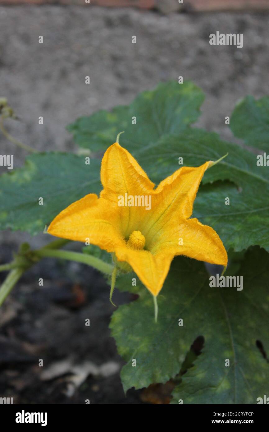 Squash flowers blooming in the backyard organic urban garden Stock ...
