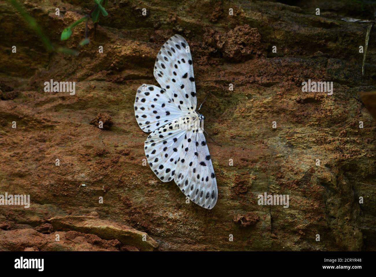 White spotted butterfly hi-res stock photography and images - Alamy