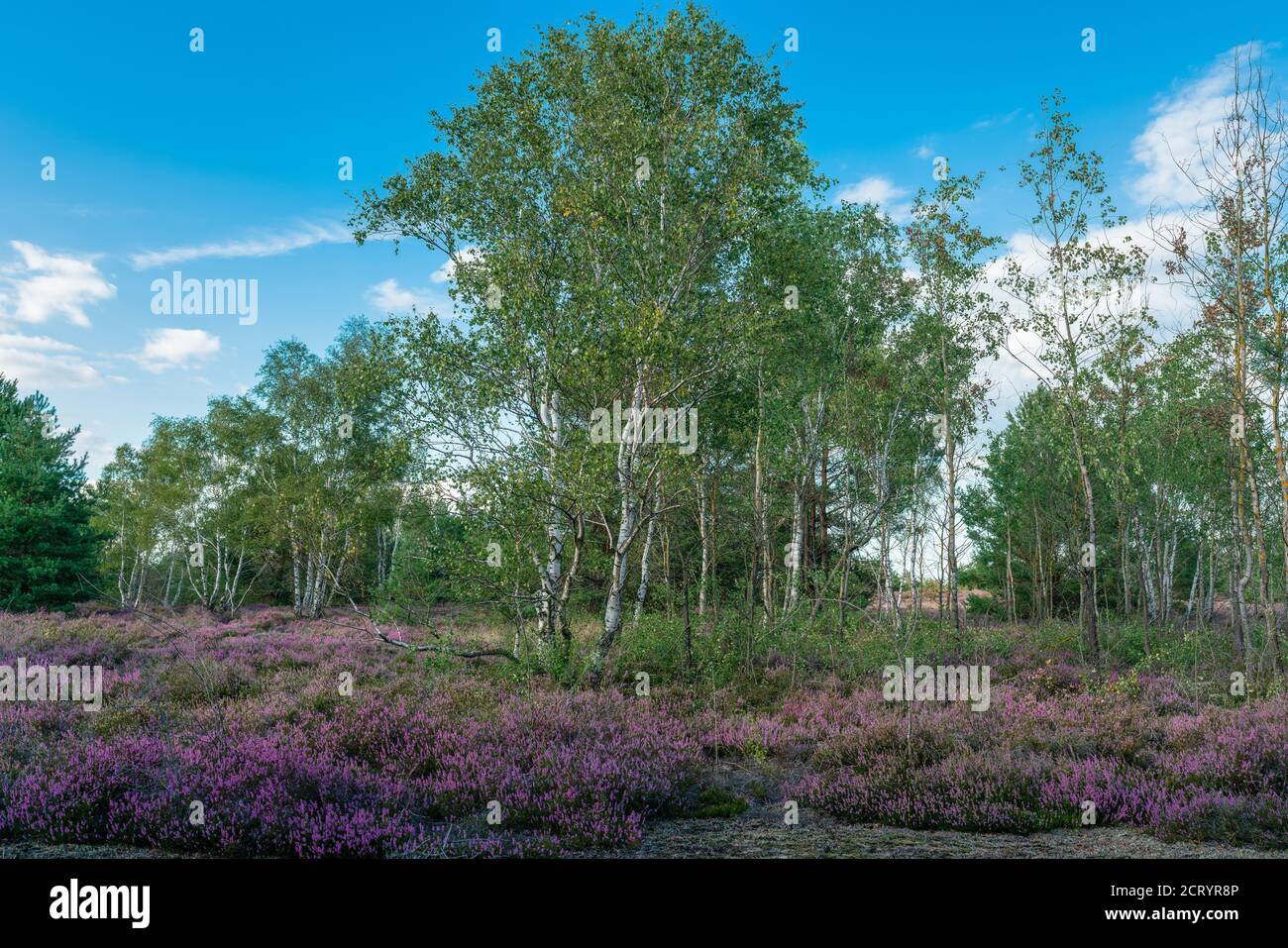 Blooming purple heather landscape at former military training area ...
