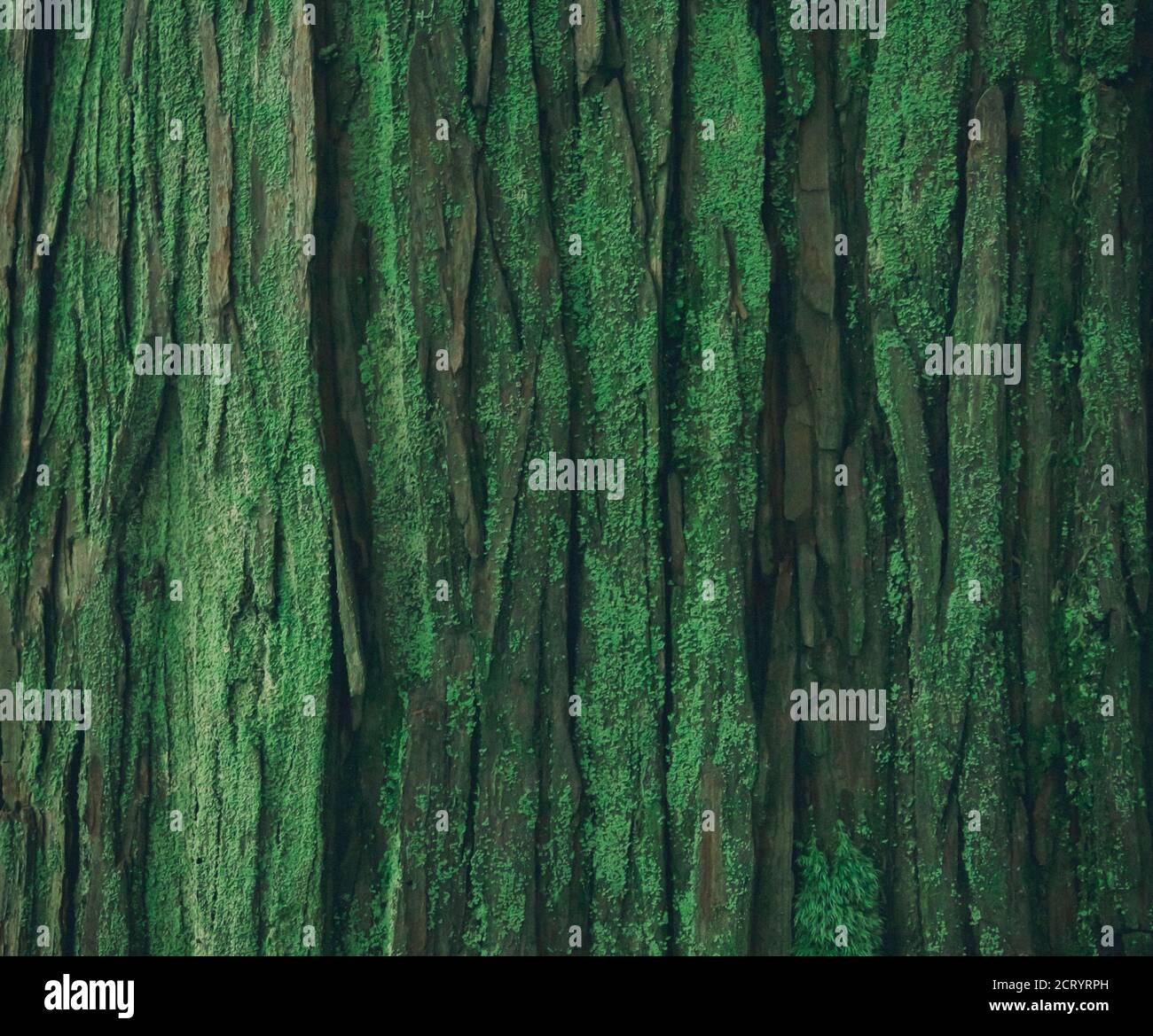 tree bark green, multi colored, close up, background, wooden board ...