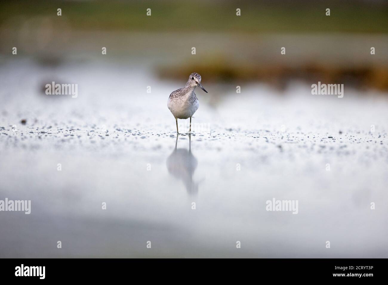 Greenshank (Tringa nebularia Stock Photo - Alamy