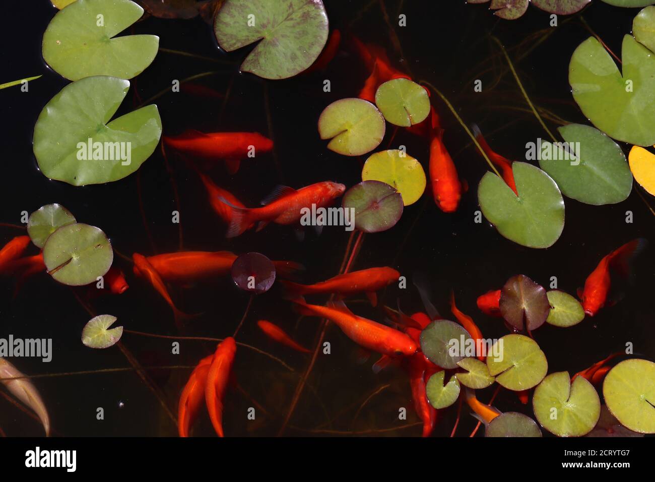 Small goldfish in a pond hi-res stock photography and images - Alamy
