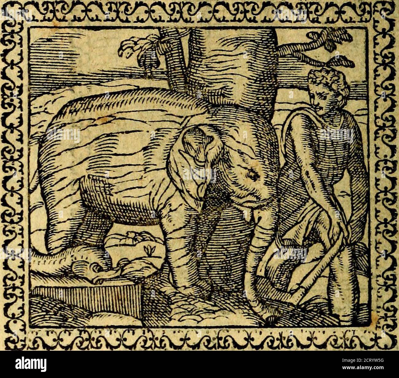 M validus hi-res stock photography and images - Alamy