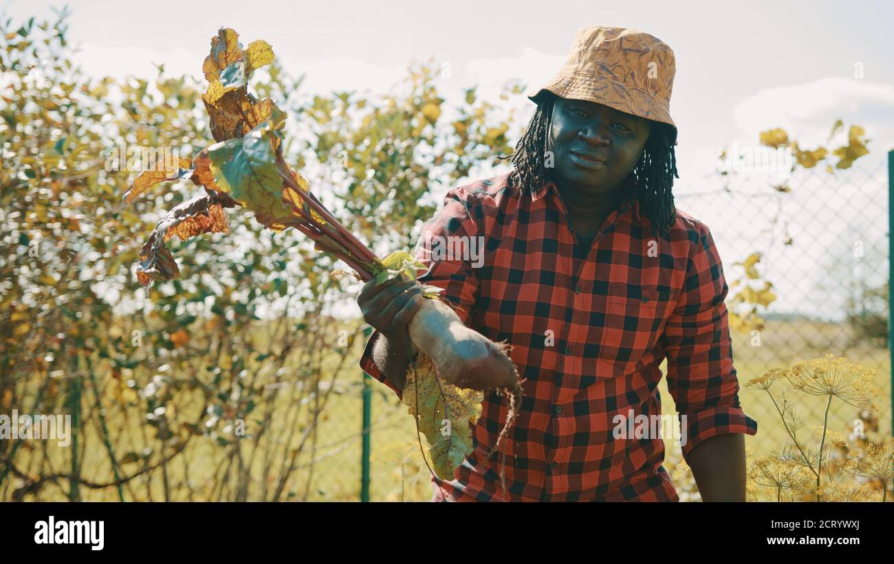 African farmer harvesting beetroot. Taking out vegetables from the soil ...