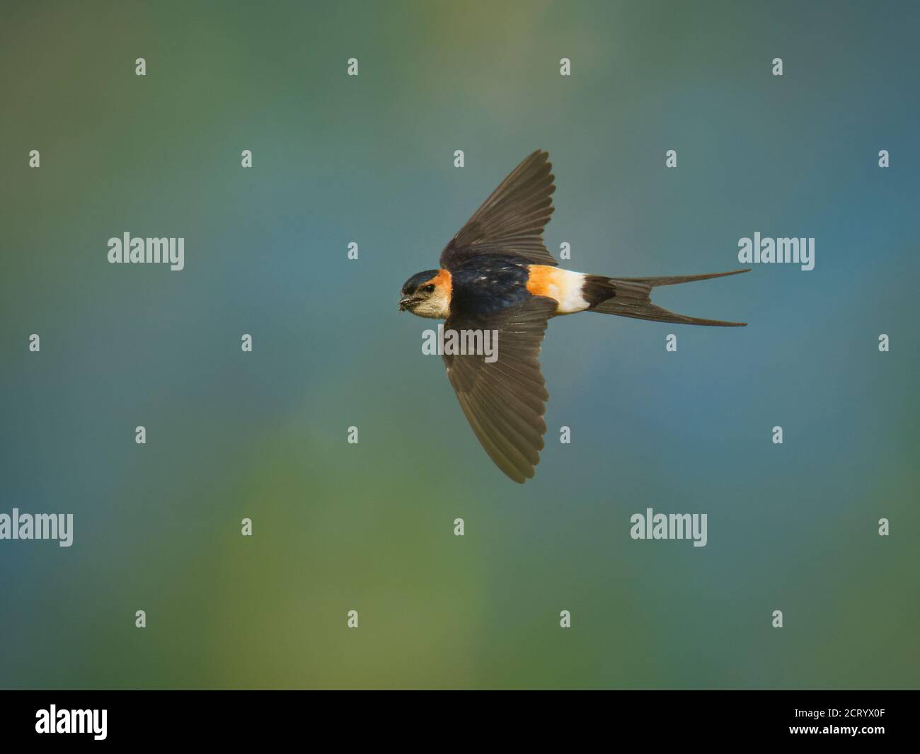 Red-rumped Swallow - Hirundo daurica small passerine bird in swallow ...