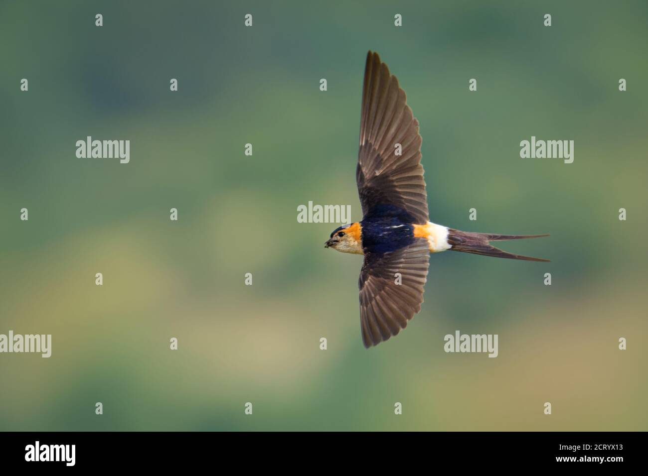 Red-rumped Swallow - Hirundo daurica small passerine bird in swallow ...