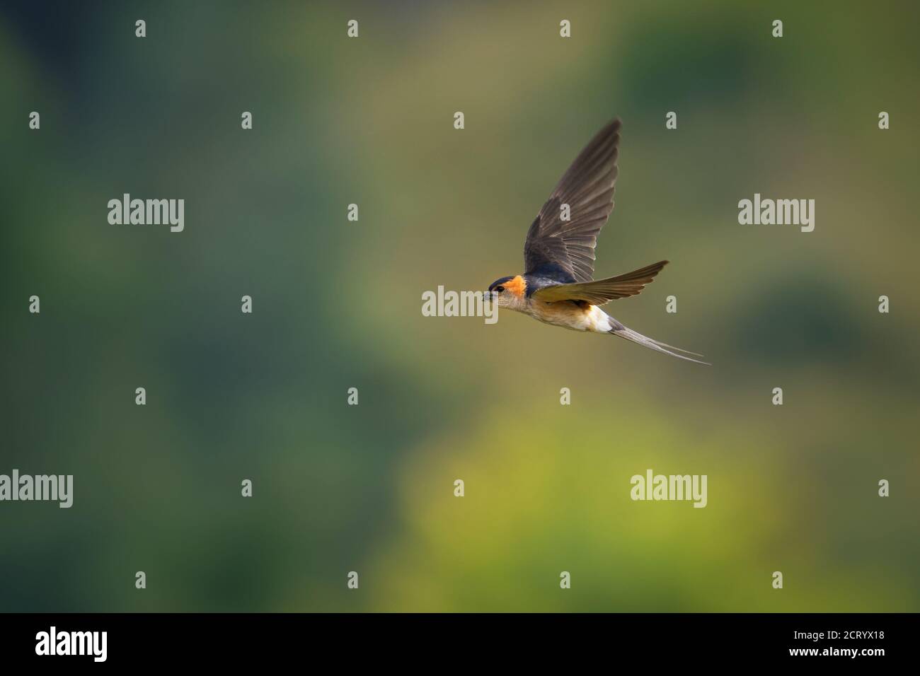 Red-rumped Swallow - Hirundo daurica small passerine bird in swallow ...