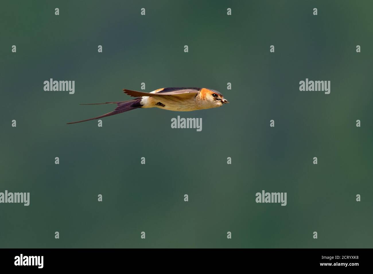 Red-rumped Swallow - Hirundo daurica small passerine bird in swallow ...