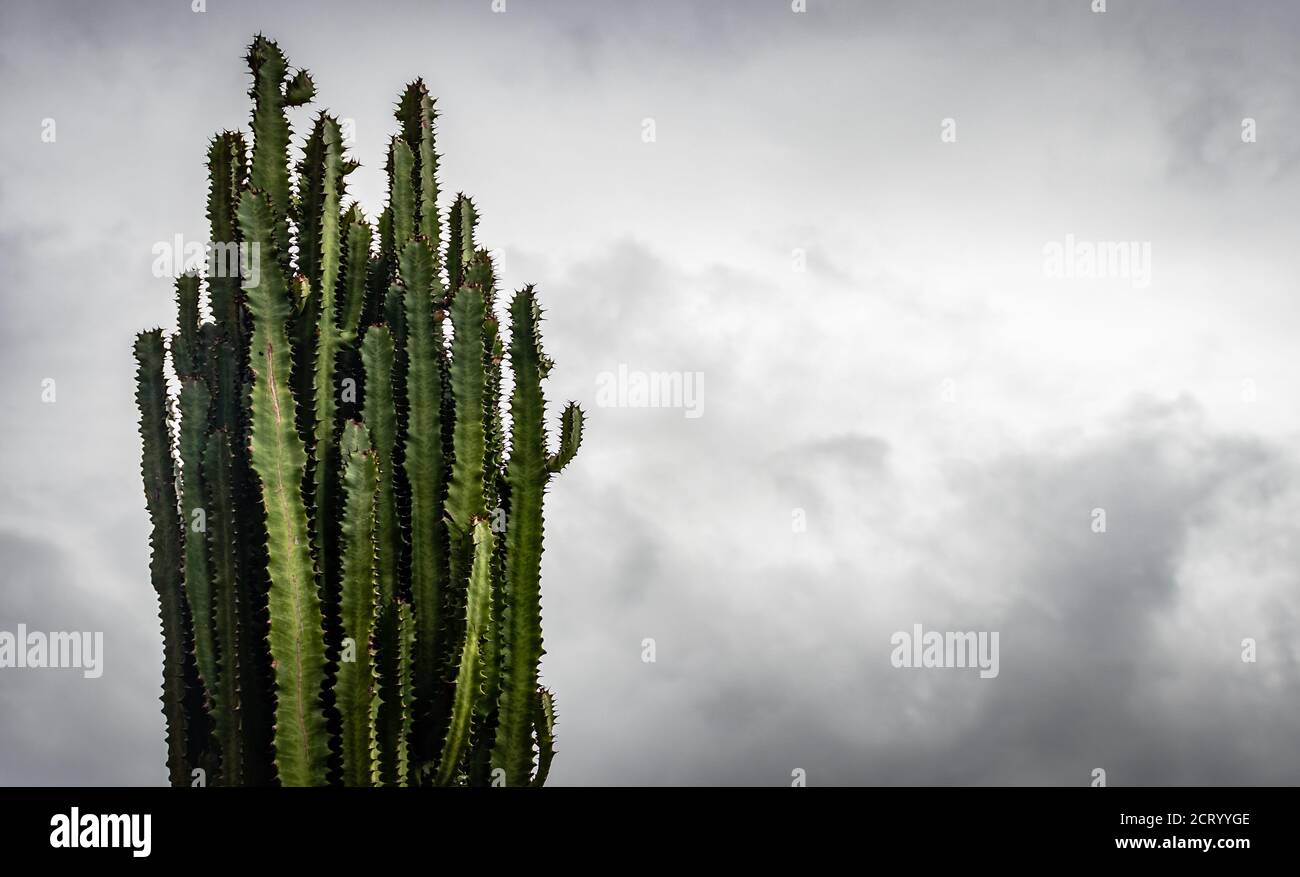cactus tree with white sky background image is taken at badami ...
