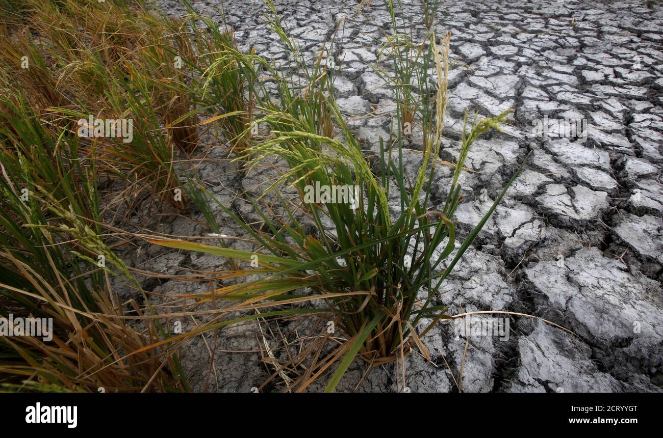 Mekong delta rice field High Resolution Stock Photography and Images ...