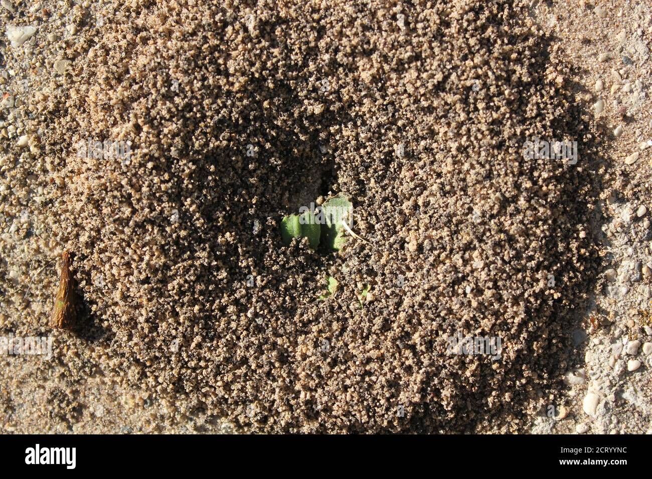 Ant hill at a street hi-res stock photography and images - Alamy