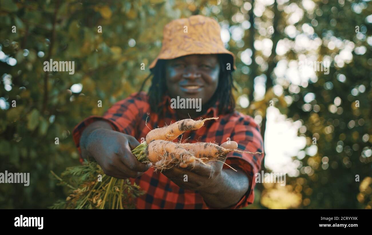 Satisfied african farmer showing freshly harvested orange carrots ...