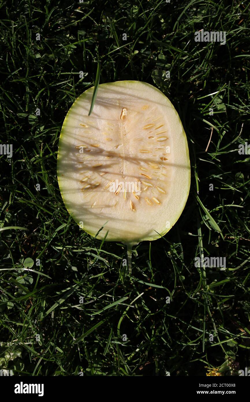Spaghetti squash seeds hi-res stock photography and images - Alamy