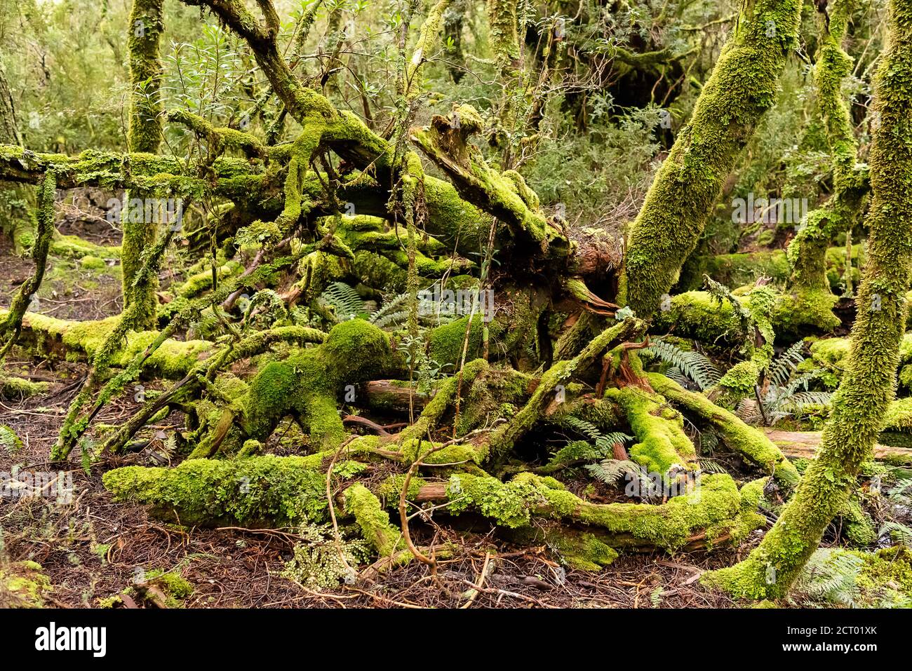 Fallen Tree covered in luscious green moss Stock Photo - Alamy
