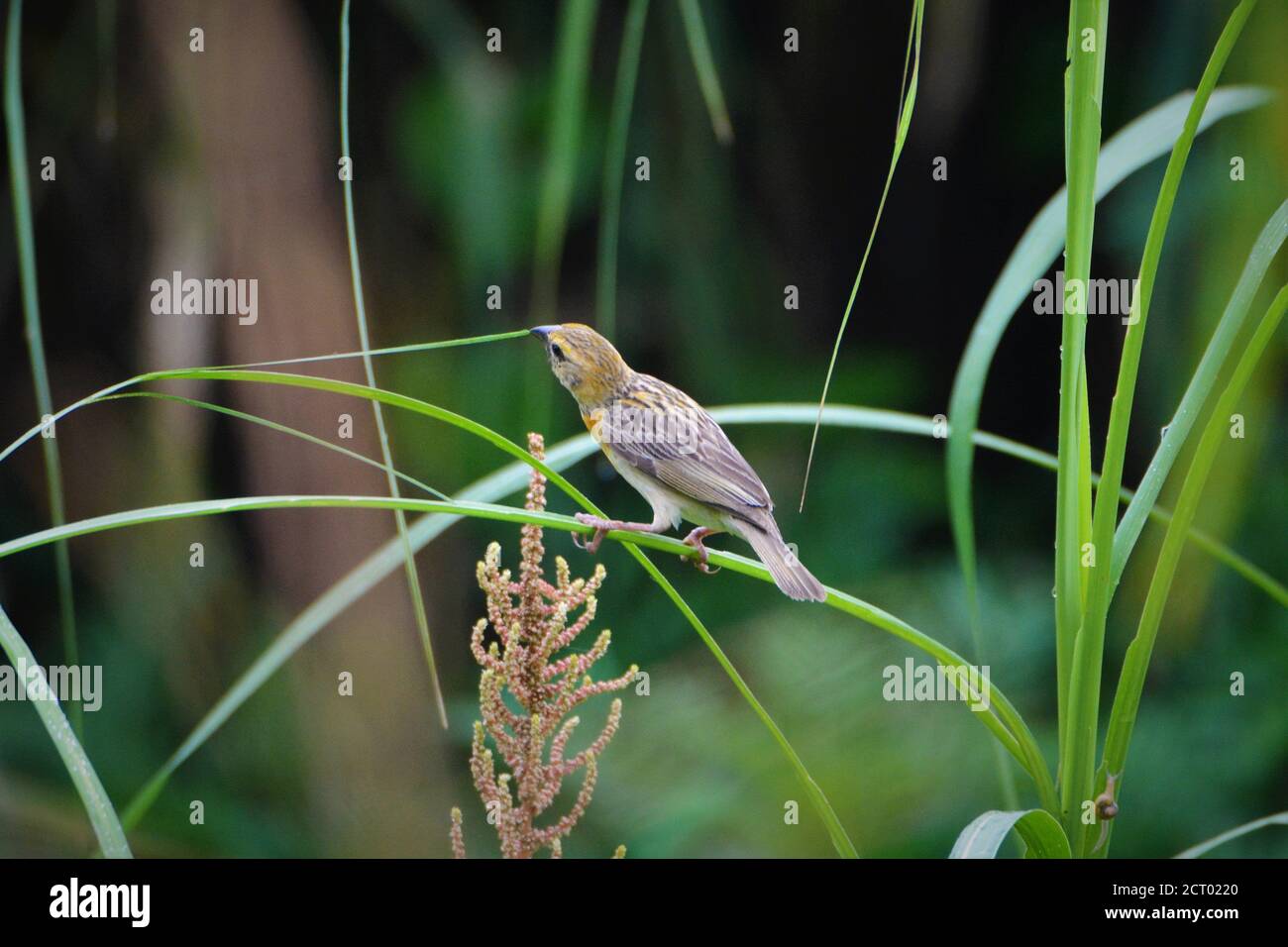 Baya weaver bird nesting Stock Photo - Alamy