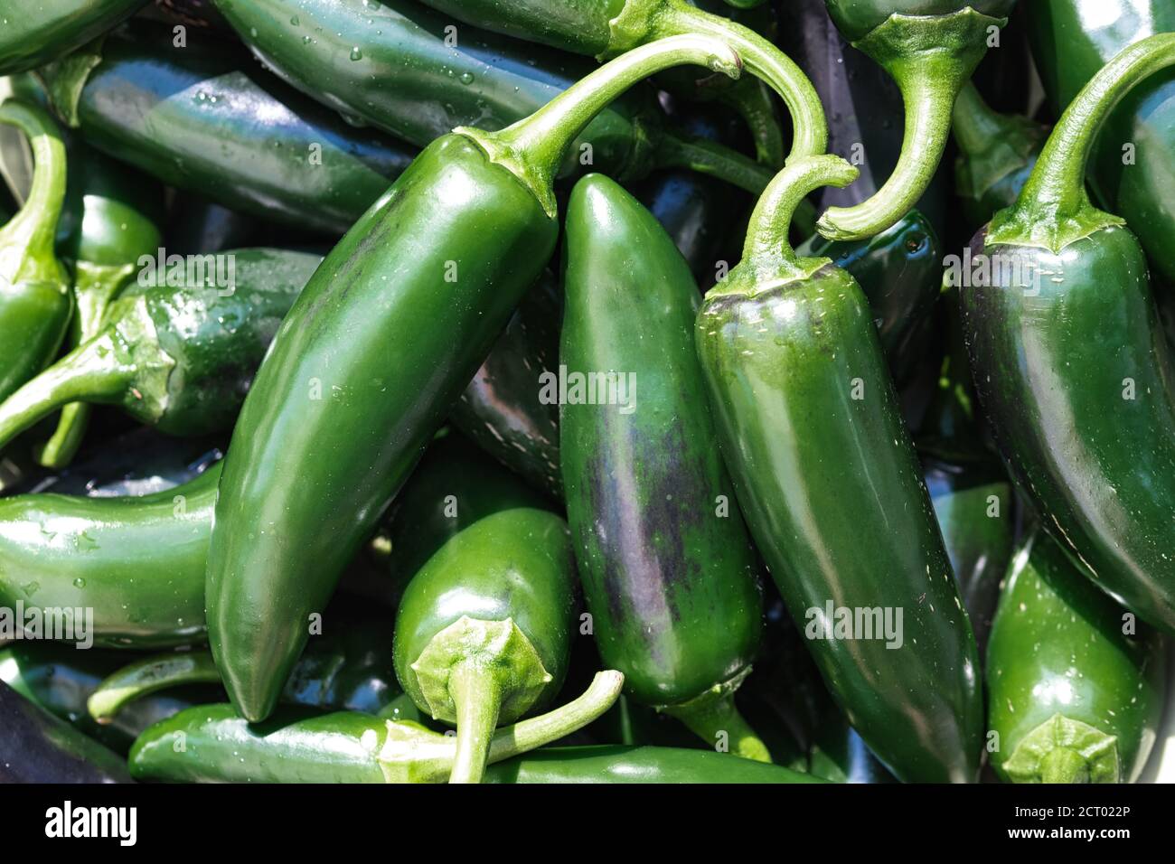 Raw, Green and fresh juicy spicy jalapeno peppers close up full frame ...