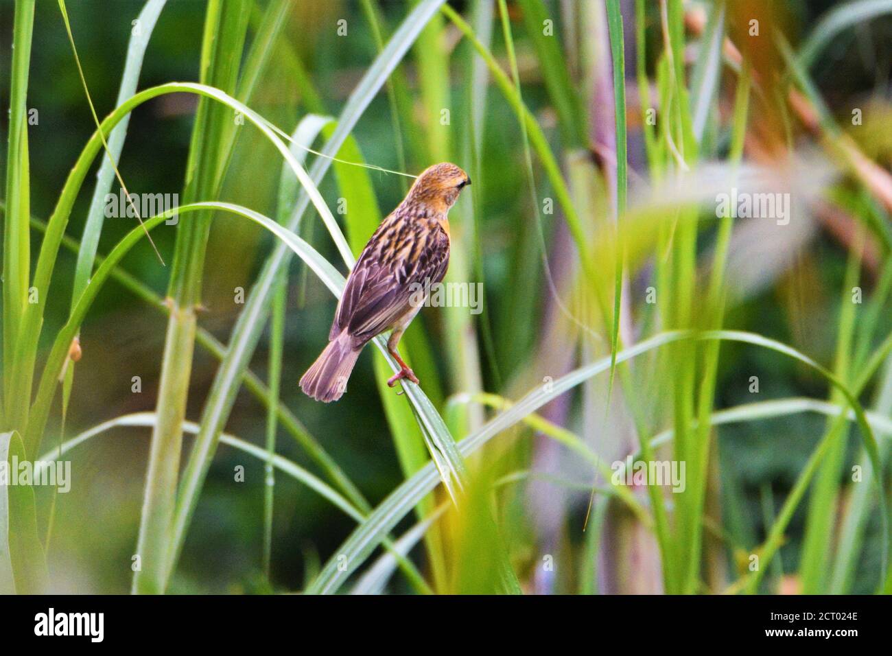 Baya weaver bird nesting Stock Photo - Alamy