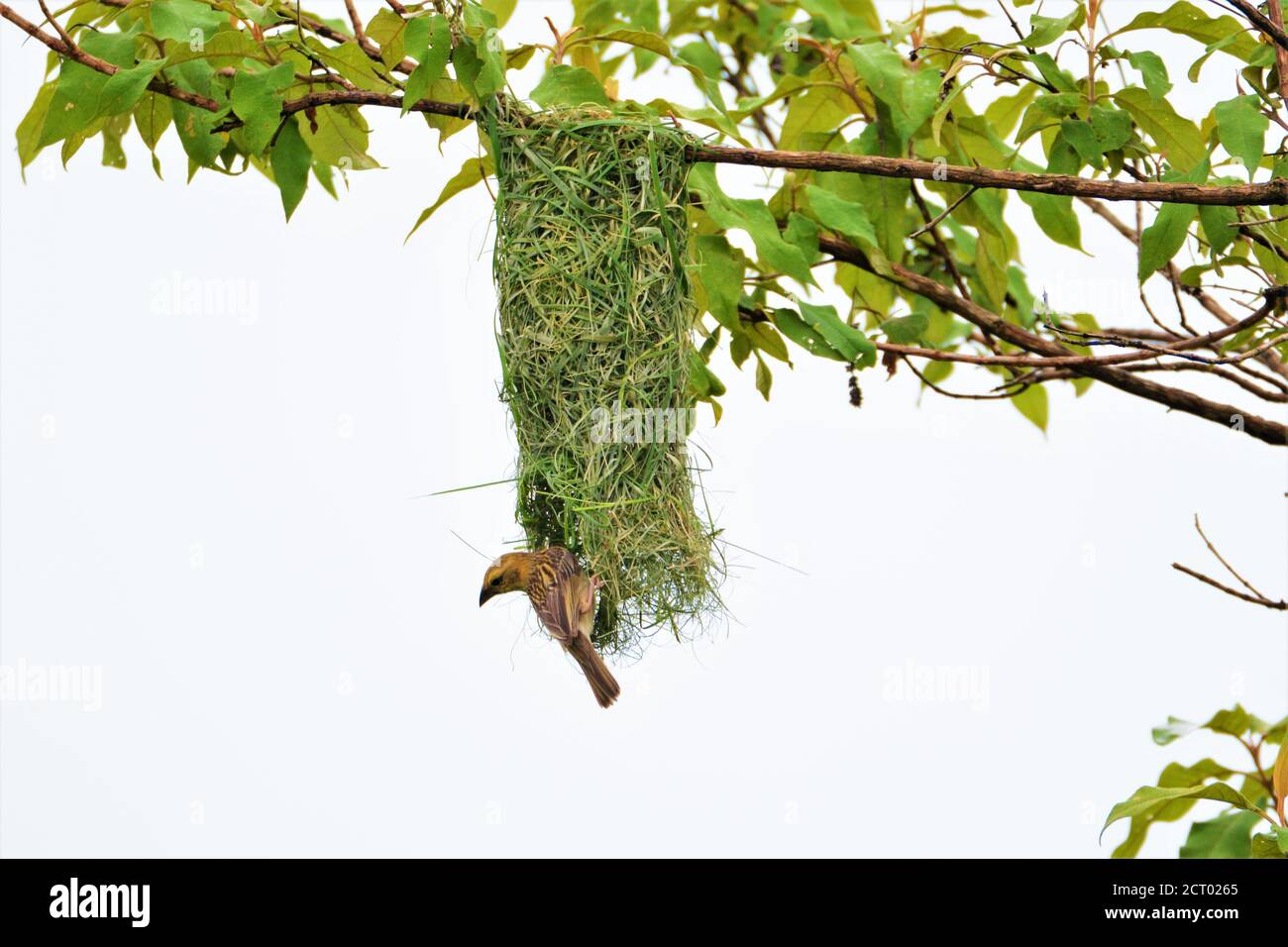 Baya weaver bird nesting Stock Photo - Alamy