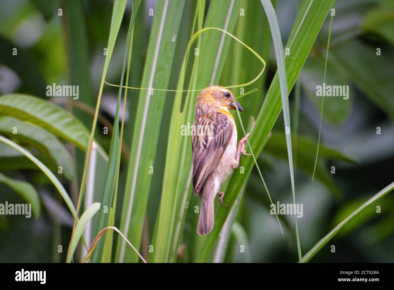 Baya weaver bird nesting Stock Photo - Alamy