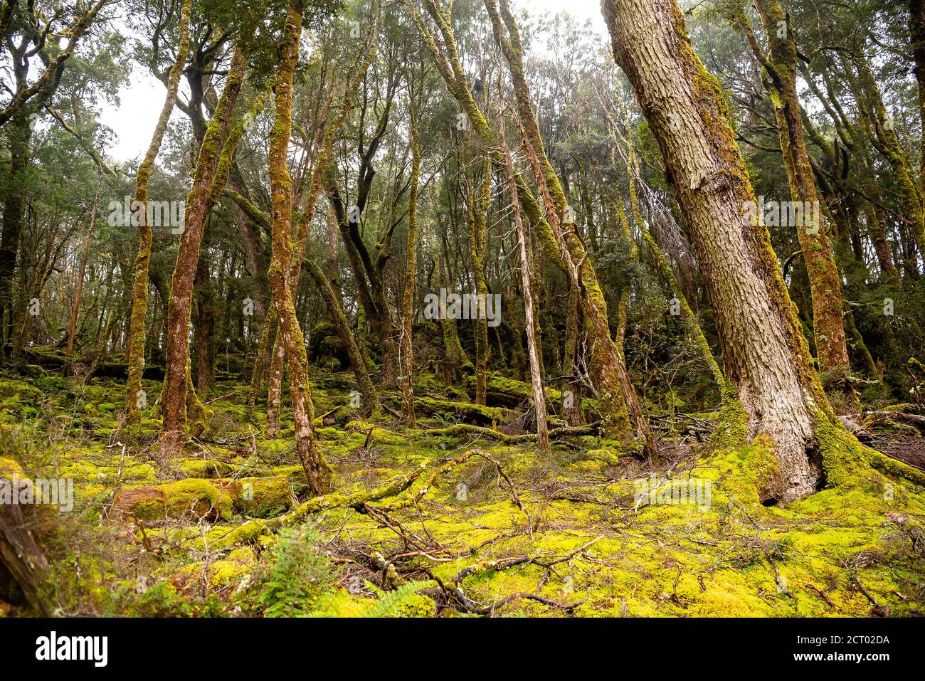 Moss covered ground in forest with lots of trees and fog Stock Photo ...