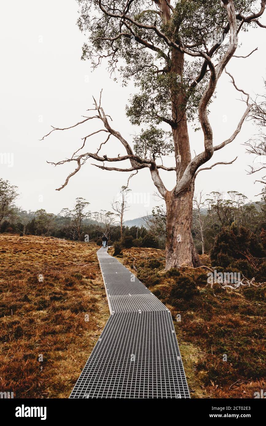Woody walkway hi-res stock photography and images - Alamy