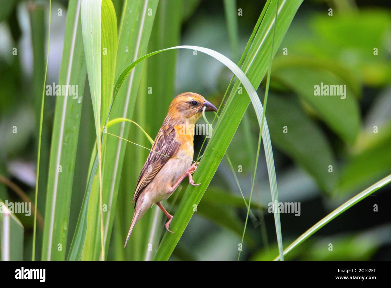 Baya weaver bird nesting Stock Photo - Alamy