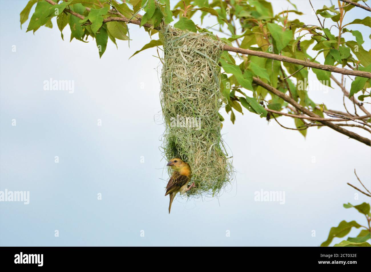 Baya weaver bird nesting Stock Photo - Alamy