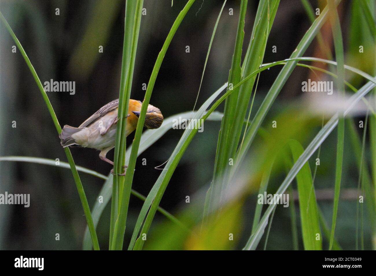 Baya weaver bird nesting Stock Photo - Alamy