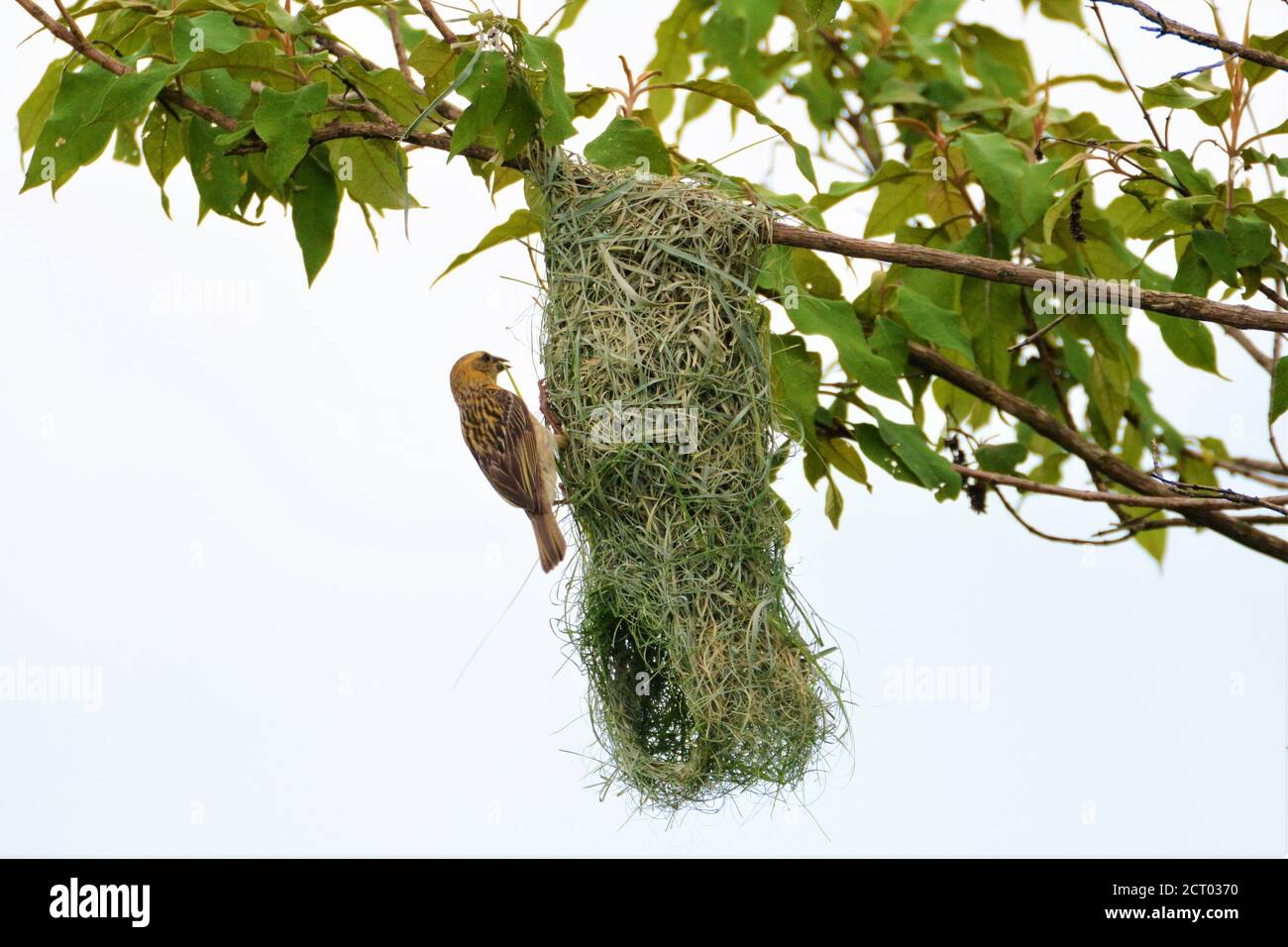 Baya weaver bird nesting Stock Photo - Alamy