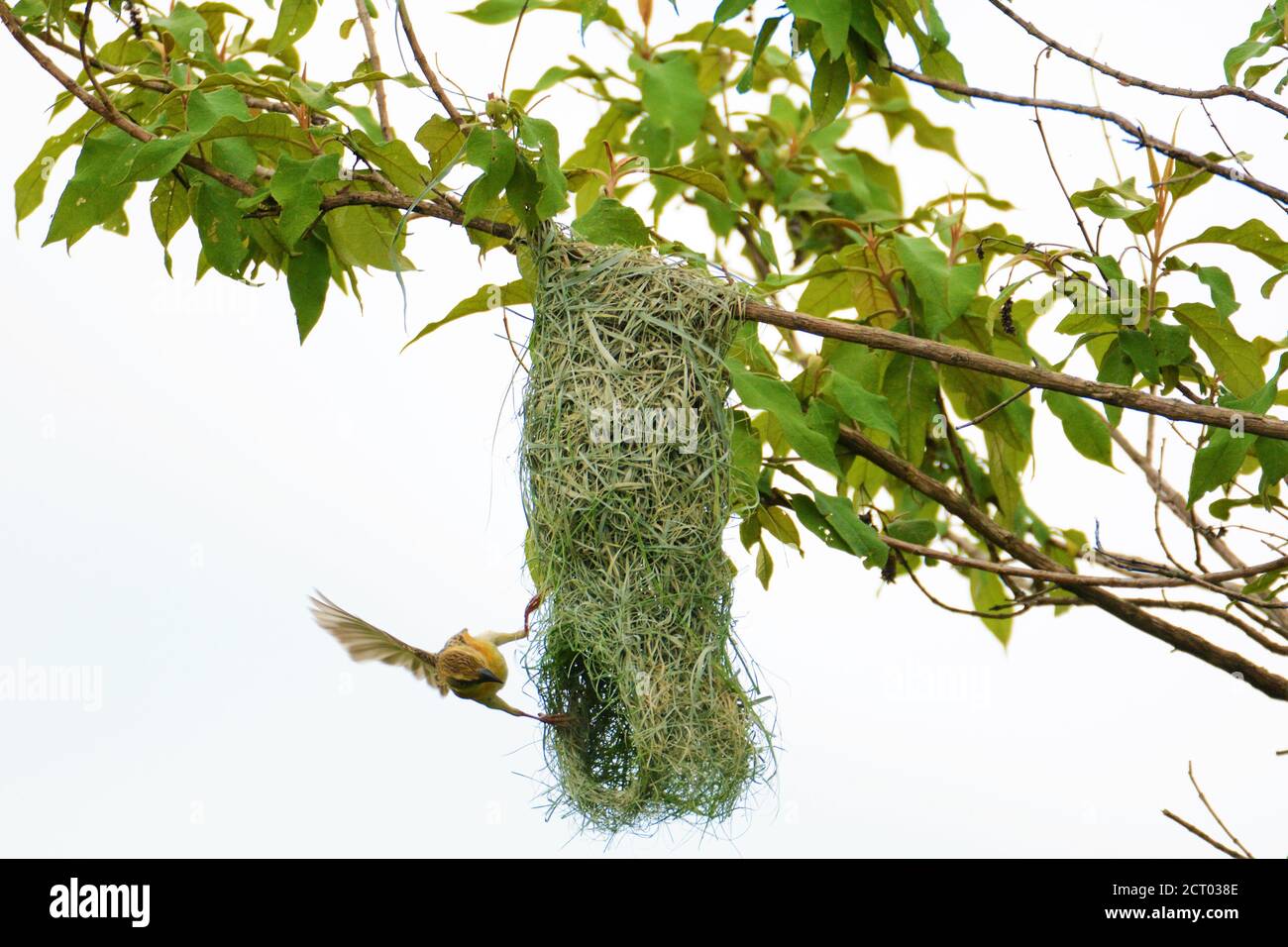 Baya weaver bird nesting Stock Photo - Alamy