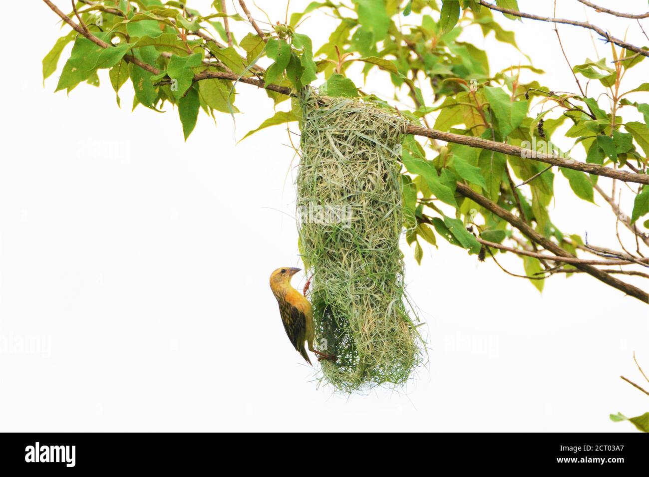 Baya weaver bird nesting Stock Photo - Alamy