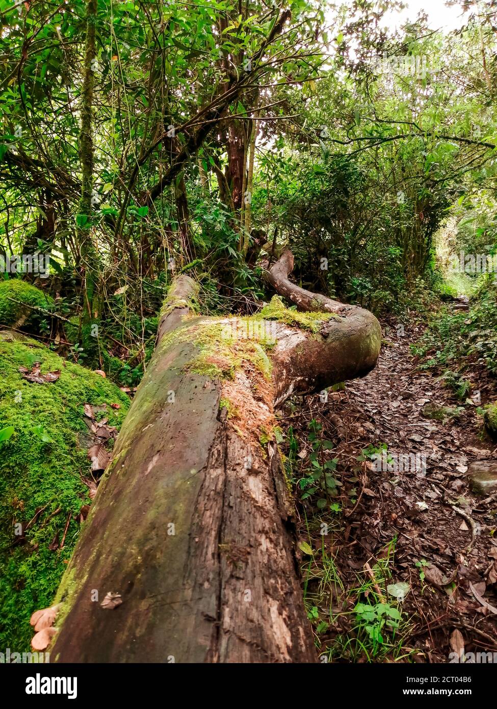 Vertical shot of a big tree fallen int he farest Stock Photo - Alamy