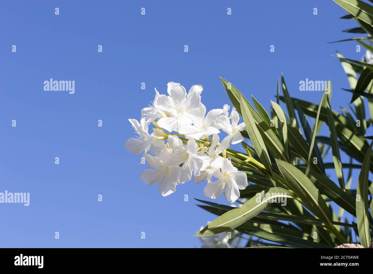 Closeup of white oleanders under the sunlight and a blue sky at daytime ...