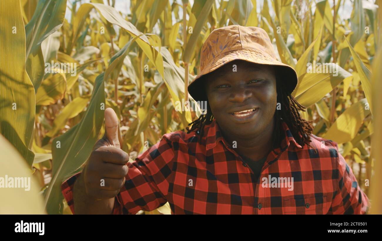 African black man showing thumb up in the corn field. High quality ...