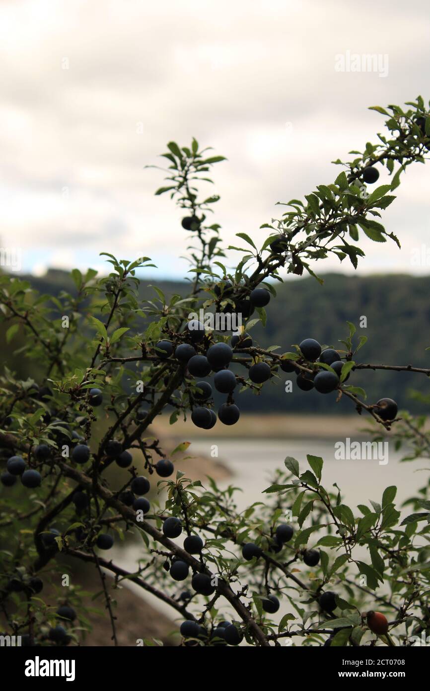 Ash plum hi-res stock photography and images - Alamy