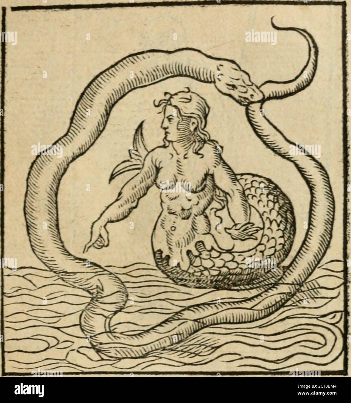 Lamam hi-res stock photography and images - Alamy