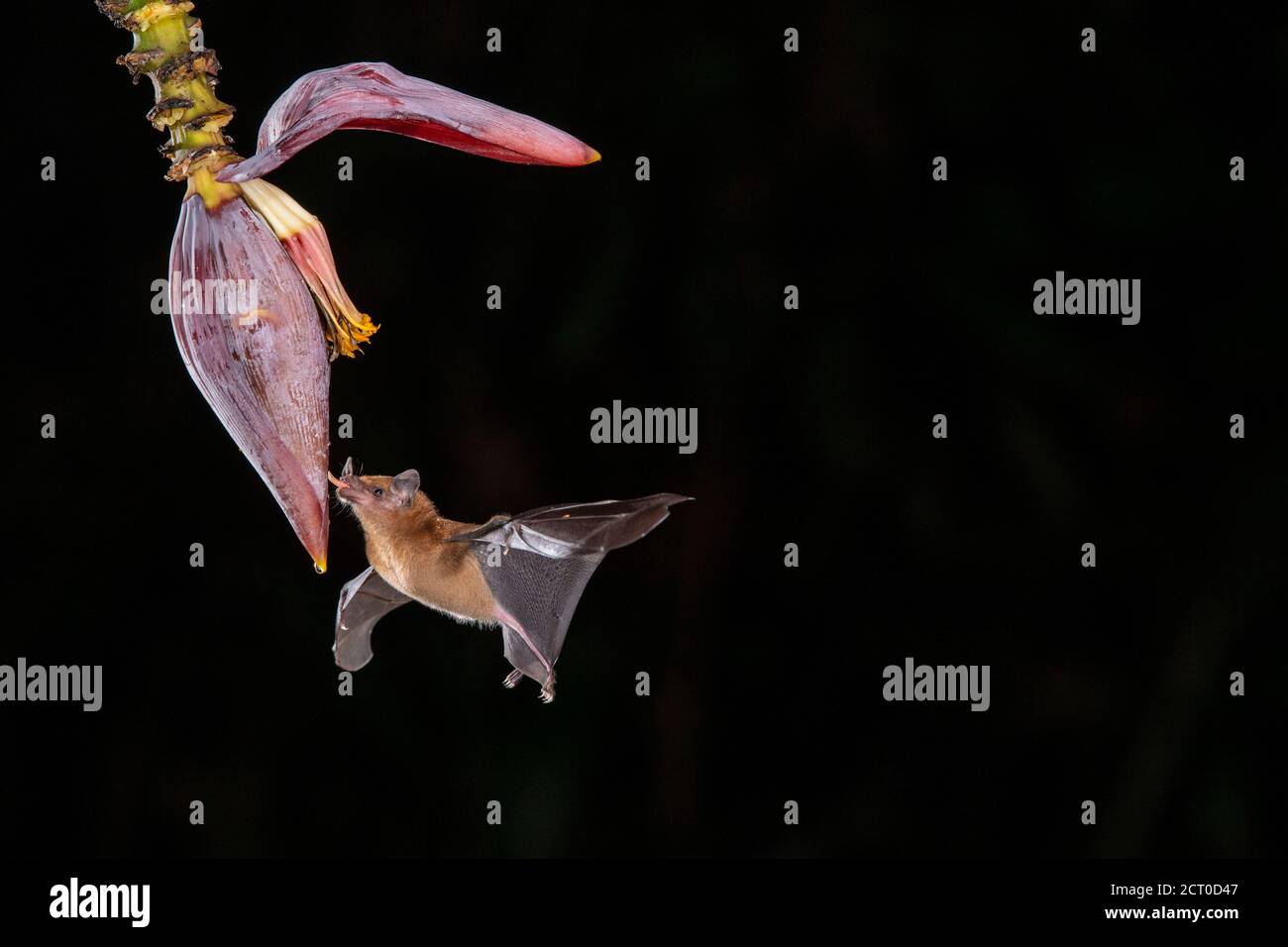 Herbivorous bats hi-res stock photography and images - Alamy