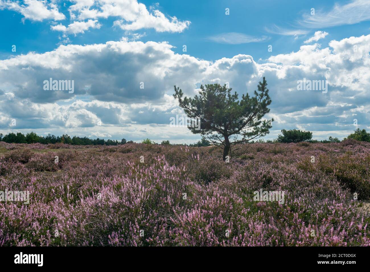 Blooming purple heather landscape at former military training area ...