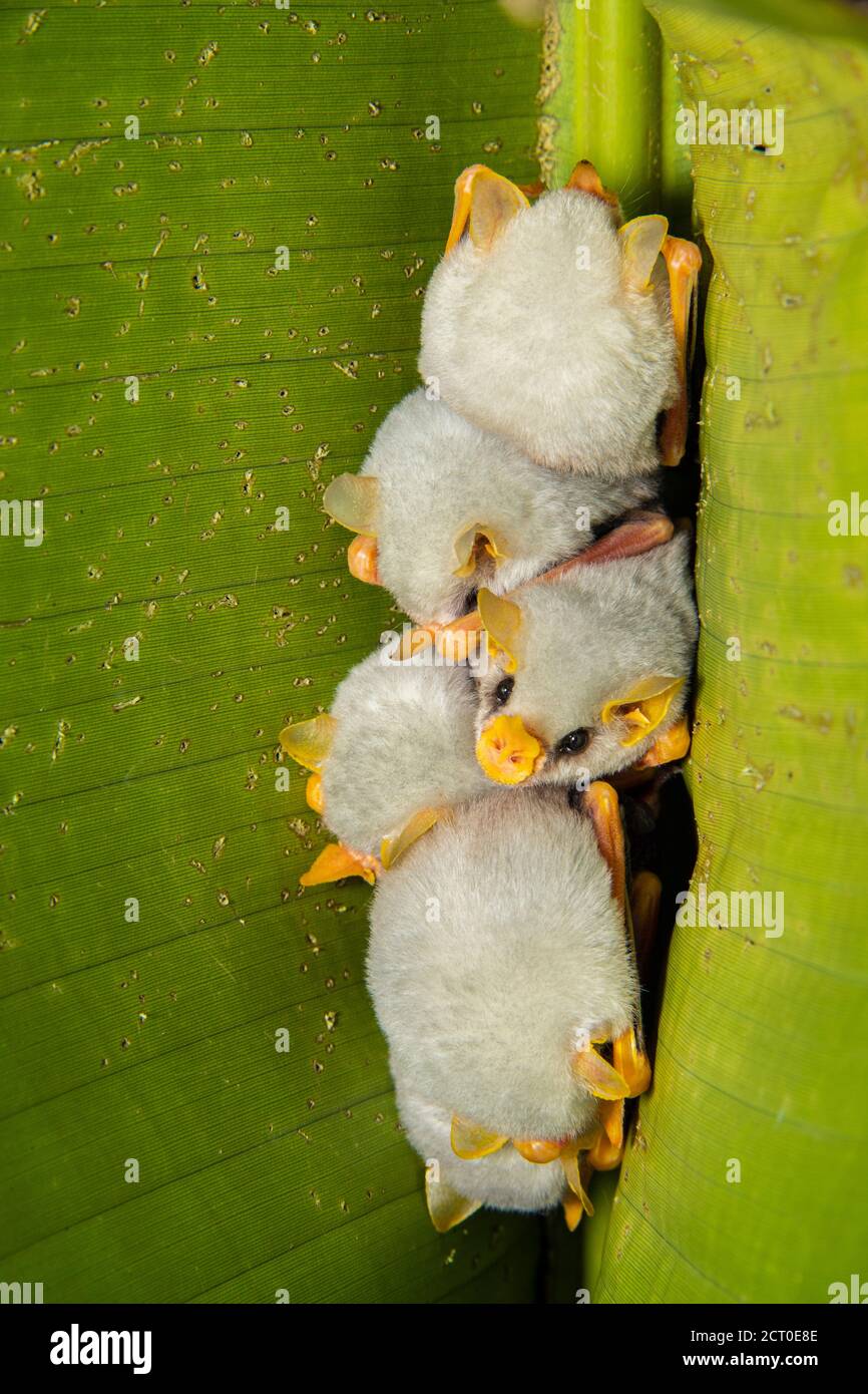 Honduran white bat, Caribbean white tent-making bat (Ectophylla alba ...
