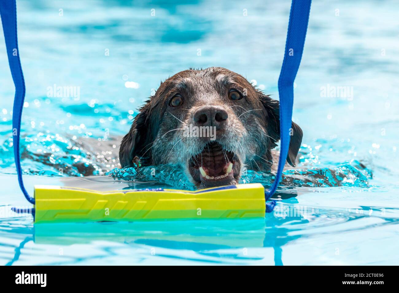 Labrador Retriever playing a water sport game and grabbing a bumper in ...