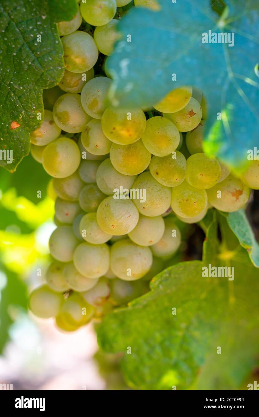 Marsanne grape hi-res stock photography and images - Alamy