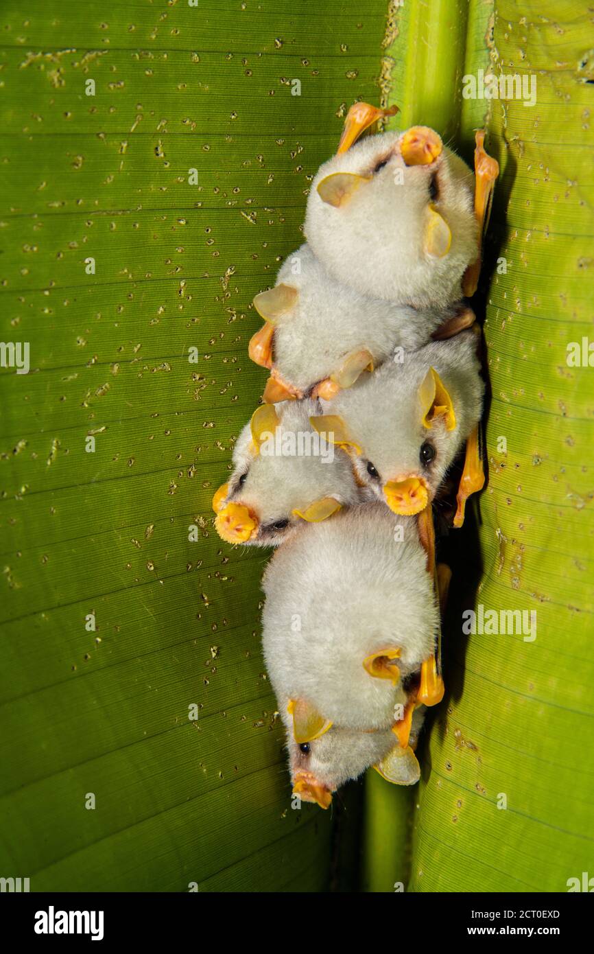 Honduran white bat, Caribbean white tent-making bat (Ectophylla alba ...