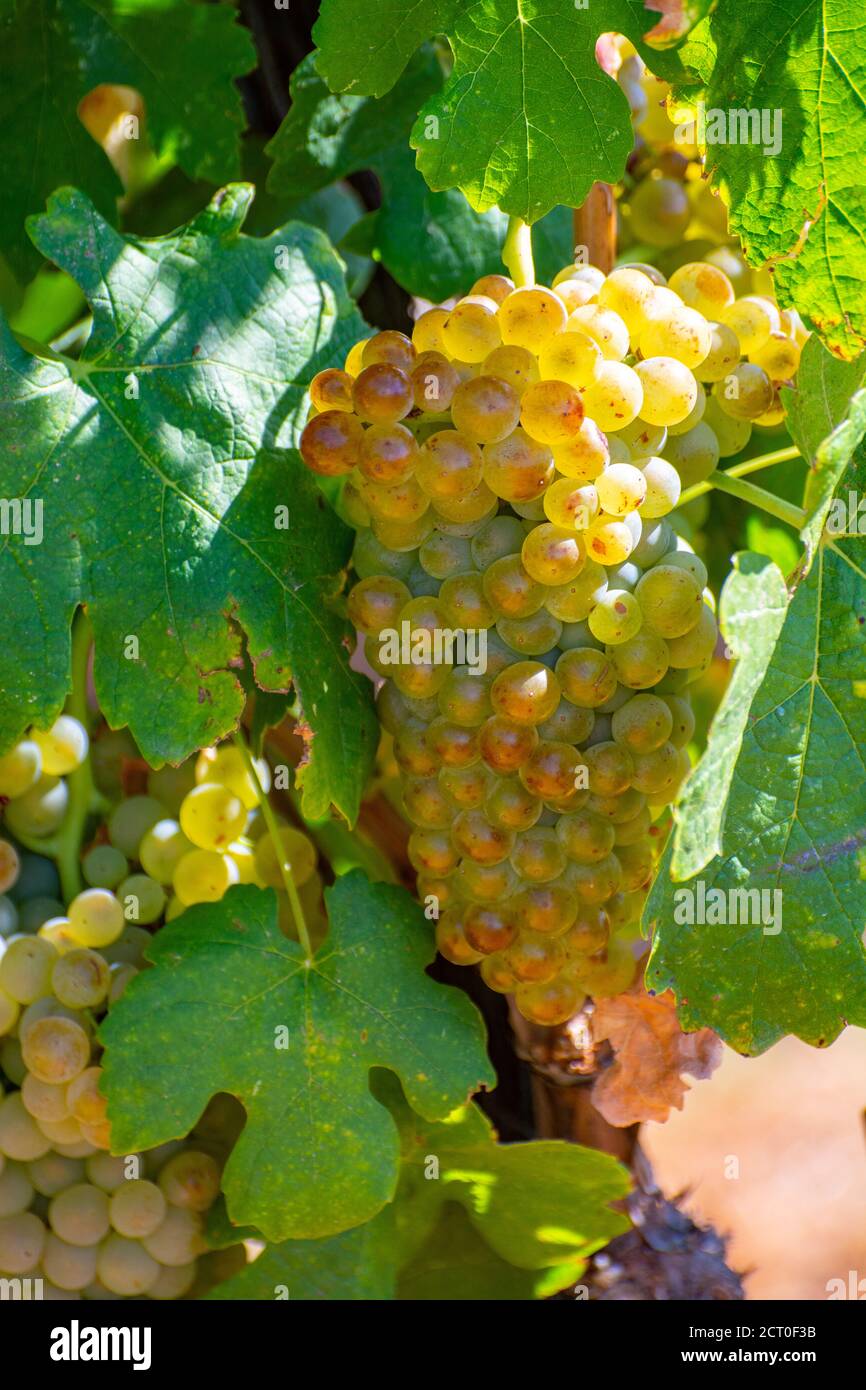 Marsanne grape hi-res stock photography and images - Alamy