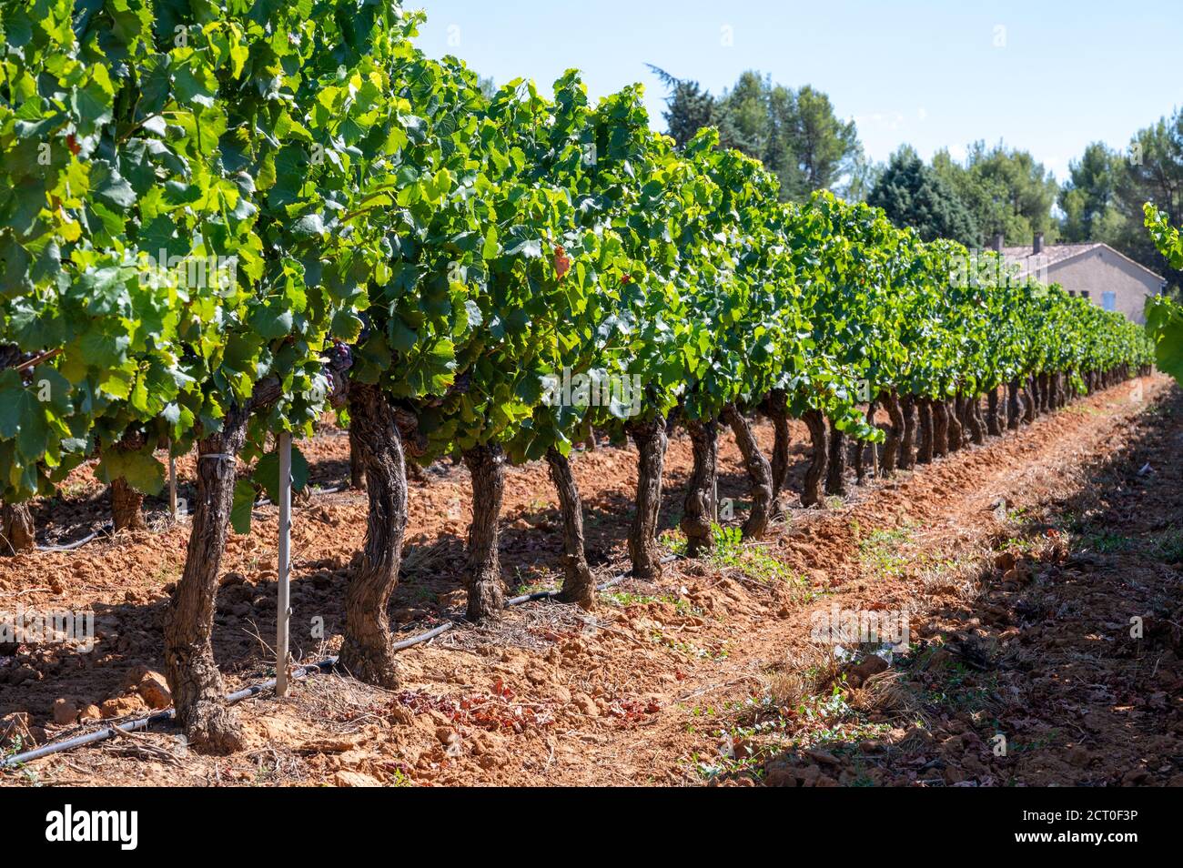 Vineyards of AOC Luberon mountains near Apt with old grapes trunks ...